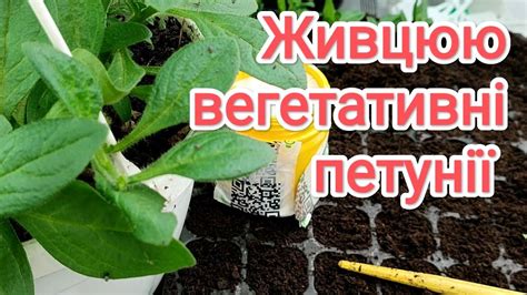 Живцюю вегетативні петунії. - YouTube