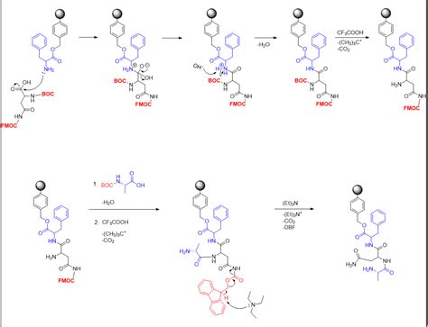 Equation For The Formation Of The First Tripeptide