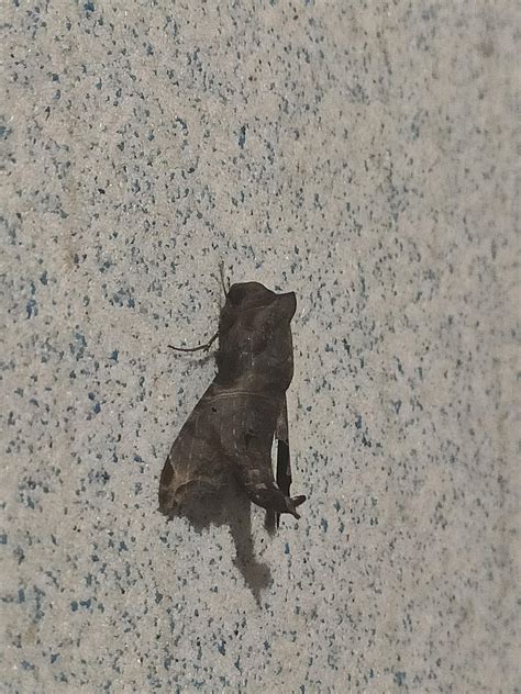 Flying Bug With Weird Tail Found In Rio De Janeiro R Whatsthisbug