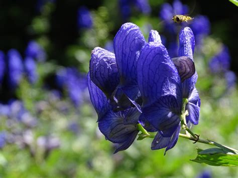 Световен ден на биологичното разнообразие Парк Витоша