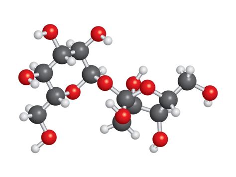 Carbohydrates Polymer Examples And Their Importance