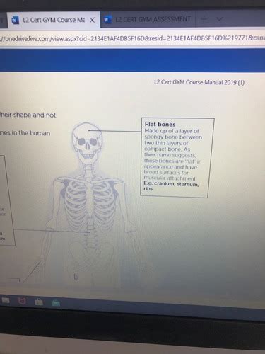 Bone Classifications And Bone Formation Flashcards Quizlet