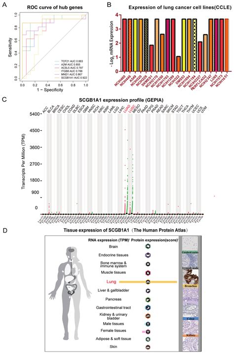 Roc Curves Of Hub Genes And Scgb1a1 Expression In Different Tumors Download Scientific Diagram