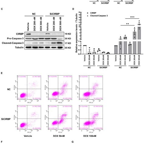 Cirbp Ablation Exacerbates Dox Induced Cardiomyocyte Apoptosis A