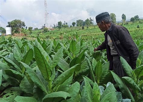 DBHCHT Wonosobo Tahun Tembus Rp Miliar Berikut Perincian Penggunaannya