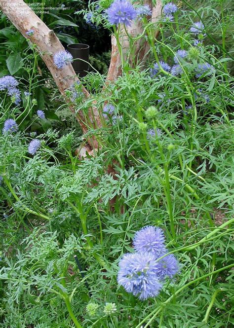 Plantfiles Pictures Gilia Species Bluehead Gilia Blue Thimble Flower