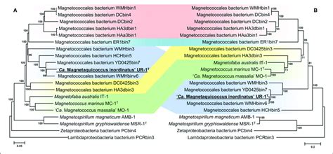 maximum likelihood phylogenetic trees inferred from a comparison of