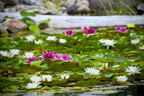 Water Lilies ~ The Jewels Of The Water Garden Town And Country Living