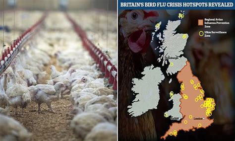 Bird Flu Outbreak Keeping Chickens In Confined Spaces Could Lead To