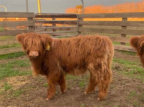 Highland Heifer Calves Livestock Gumtree Australia Grant Area