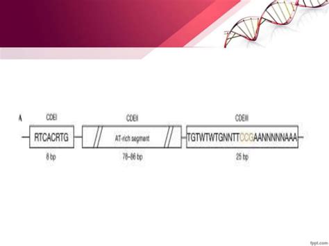 Yeast Chromosome Structure And Function Ppt