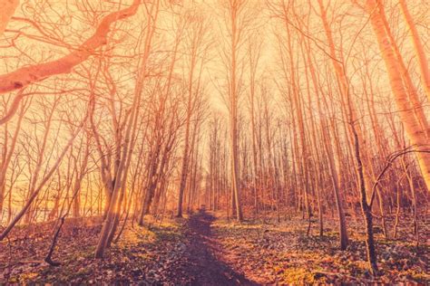 Fundo Trilha Em Uma Floresta árvores Altas E Nuas Ao Nascer Do Sol