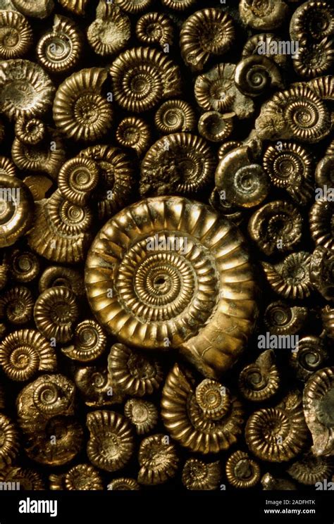 Field Of Small Fossil Ammonites With A Single Large One Ammonites Are