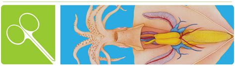 Squid Dissection Carolina Biological Supply