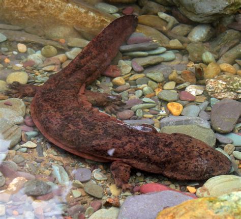 Giant Salamander Planet Earth