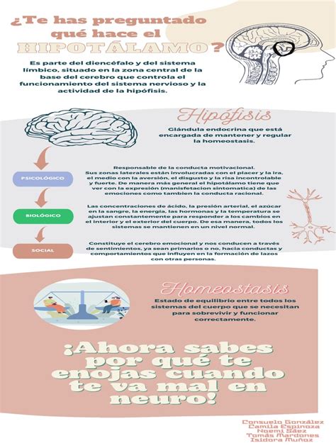 Infografia Sistema Nervioso Anatomico Azul Beige Pdf Hipotálamo
