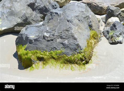 Vibrant Bright Green Algae Adhere To The Rocks And Cascade Onto The Sand At Jetty Beach In