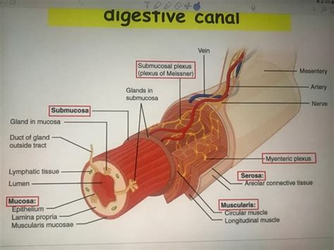 Lecture 36 Introduction To Gut Physiology Flashcards Quizlet