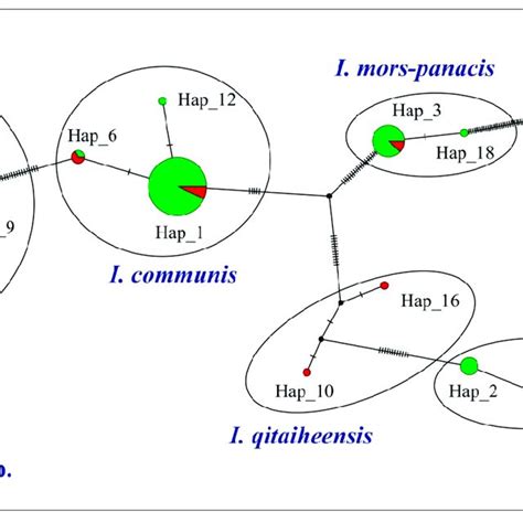 Tcs Haplotype Network Generated For His3 Gene Sequences Representing