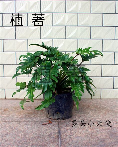 仙羽蔓绿绒春羽仙羽蔓绿绒大山谷图库