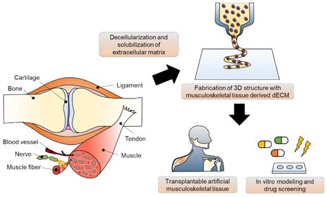 Extracellular Matrix Connective Tissue