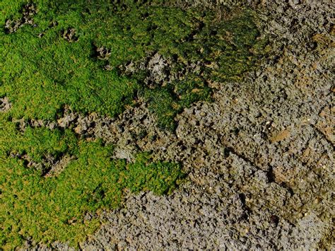 Free Images Tree Rock Plant Texture Leaf Flower Asphalt Moss