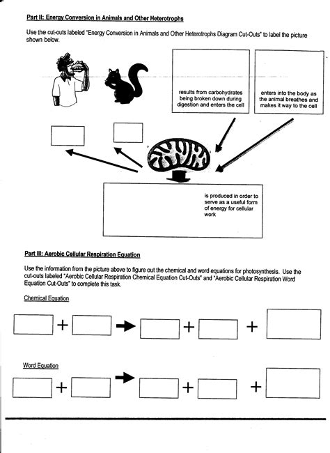 Photosynthesis Vs Respiration Worksheets