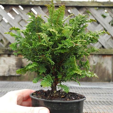 Compact Fernleaf Cypress Chamaecyparis Obtusa ‘filicoides Compacta