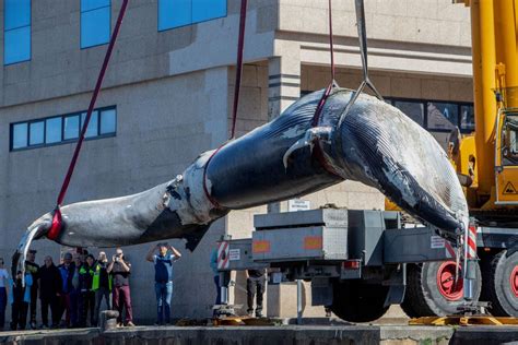 La ballena encontrada muerta en Bouzas colisionó con un barco