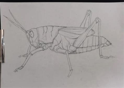 How To Draw A Grasshopper In 7 Easy To Follow Steps Dooduko Easy Step By Step Drawing For