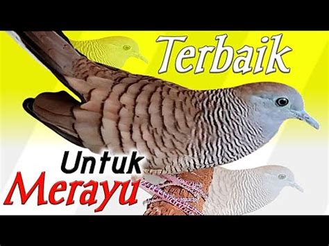 Perkutut Lokal Gacor Suara Besar KUNG YouTube