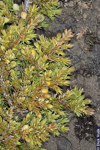 Photo Of Juniperus Communis Juniper On Iceland