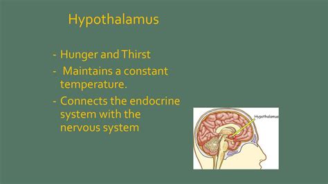 Brain Intro Cerebrum Right And Left Hemispheres Ppt Download