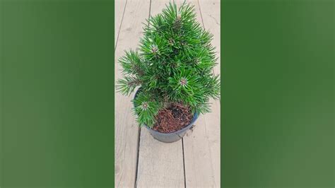 Сосна горная Шервуд Компакт Sherwood Compact Youtube
