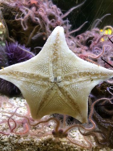 Marine Biology Invertebrates Flashcards Quizlet