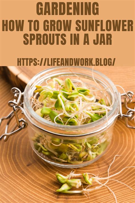 How To Grow Sunflower Sprouts In A Jar Artofit
