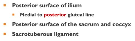 Hip And Gluteal Region Muscles Flashcards Quizlet