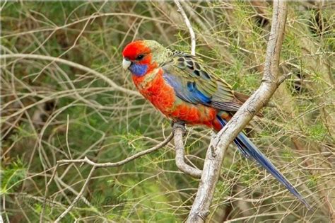 앵무새종류 장미앵무 Adelaide Rosella 애들레이드 로젤라 네이버 블로그