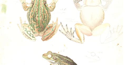Growling Grass Frog Litoria Raniformis Arthur Bartholomew