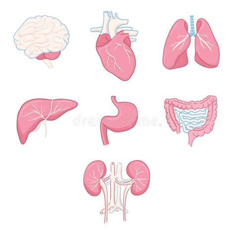 Human Organ Set Vector Stock Vector Illustration Of Organ 274459839
