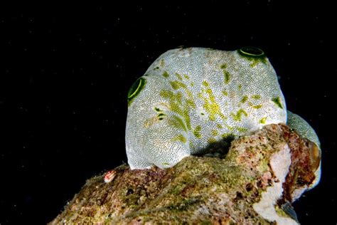 Premium Photo Sea Squirt Close Up Macro While Diving Indonesia