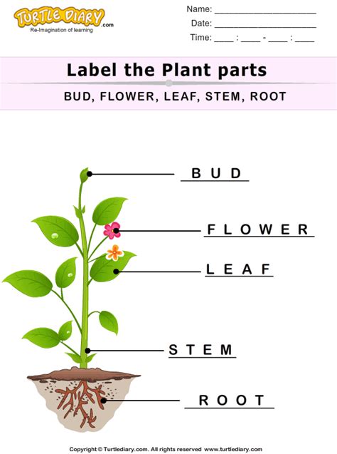 Label The Plant Parts Worksheet