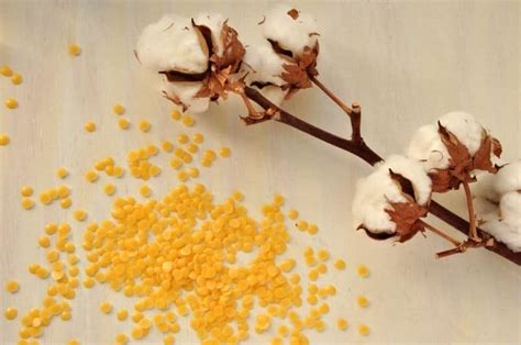 Vegan Lip Balm Recipe With Candelilla Wax Organic Beauty Recipes
