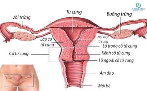 Khám phá cấu tạo và chức năng của cơ quan sinh dục nữ giới