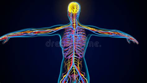 3d Illustartion Of Human Body Nervous System Anatomy Stock Footage