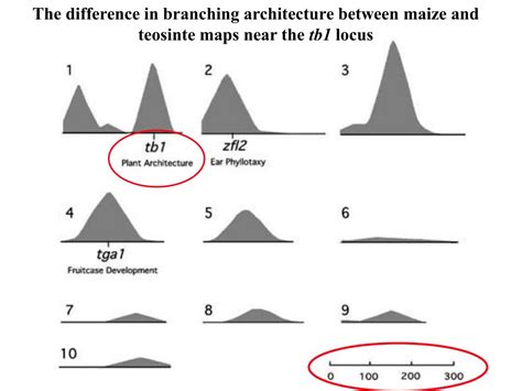 Ppt Quantitative Trait Locus Qtl Mapping Powerpoint Presentation Free Download Id5542853