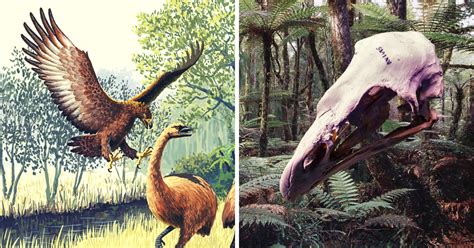 Haasts Eagle The Extinction Of A Prehistoric Predator The Vintage News