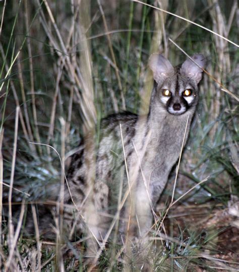 Genetta Abyssinica Ethiopian Genet Coke Smith Wildlife