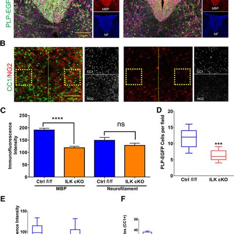 conditional ablation of ilk results in significant decrease in the