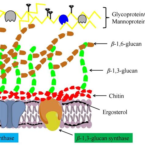 The Biosynthetic Pathways Of Chitin And β 13 Glucan In Fungi These Download Scientific
